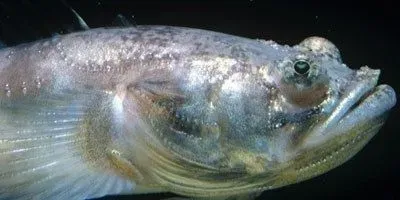 Fish Use a Variety of Sounds to Communicate | The Scientist