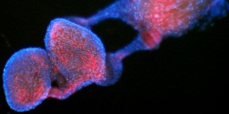 How Bacteria Interfere with Insect Reproduction | The Scientist