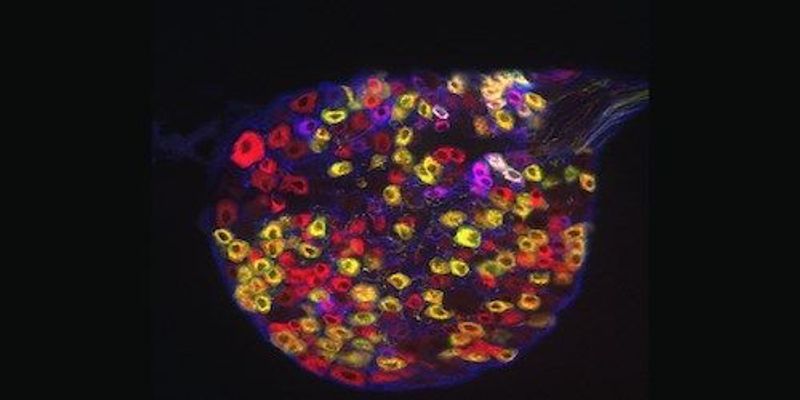 Itch Neurons in Mouse Spinal Cords Can Sense Pain | The Scientist