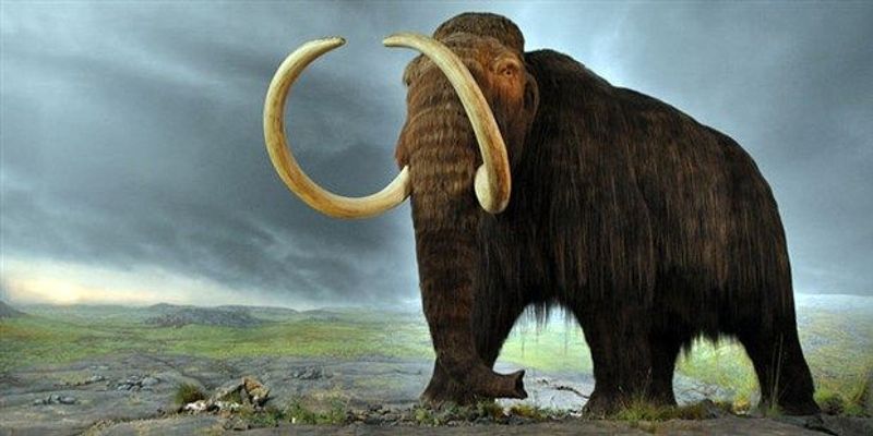 Hybrid Mammoth Embryo Coming Soon? | The Scientist