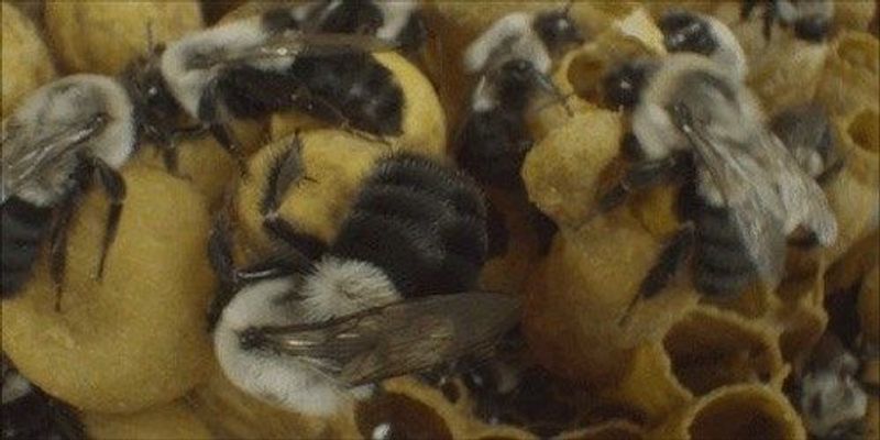 Image of the Day: Busy Bees | The Scientist Magazine®