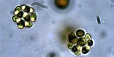 Polar Algae Survive More Than a Year in Space | The Scientist