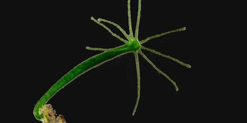 Cytoskeletons Direct Hydra Regeneration | The Scientist