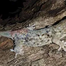 Gecko | The Scientist