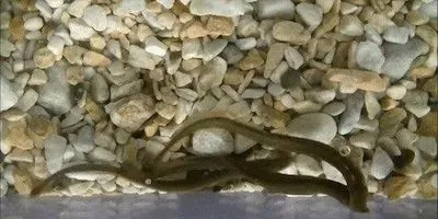 Image of the Day: Faking it | The Scientist