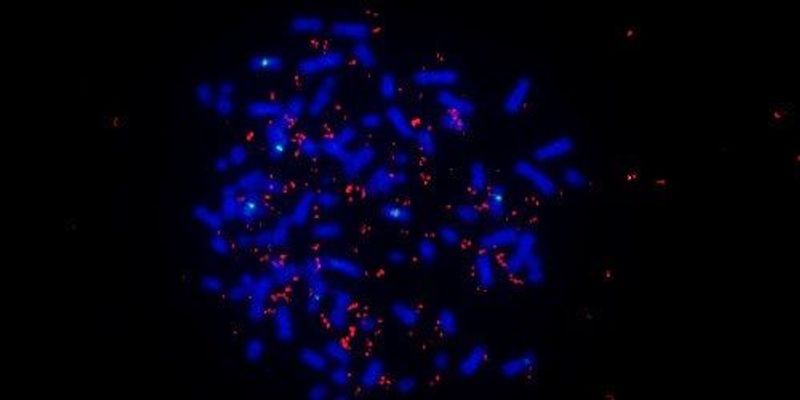 Non-Chromosomal DNA Drives Tumor Evolution | The Scientist