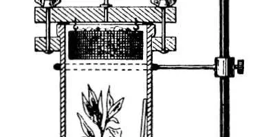 19th Century Experiments Explained How Trees Lift Water | The Scientist