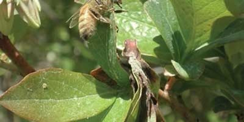 The Fungus that Poses as a Flower | The Scientist
