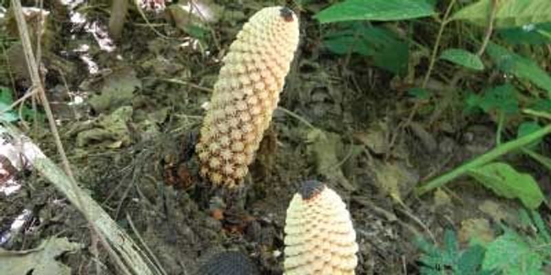 This Parasitic Plant Steals More Than Nutrients From Its Hosts | The ...