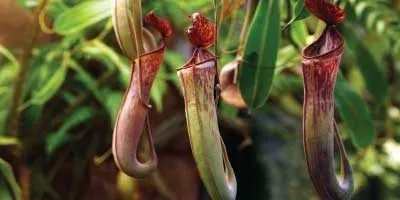 Pitcher Plant Enzymes Digest Gluten in Mouse Model | The Scientist