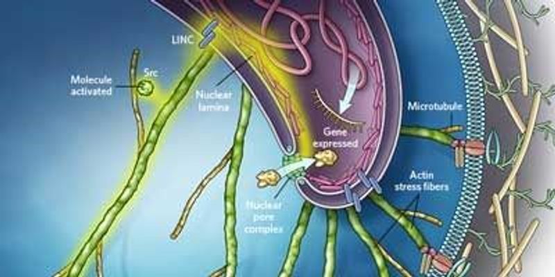 Infographic: Following the Force | The Scientist