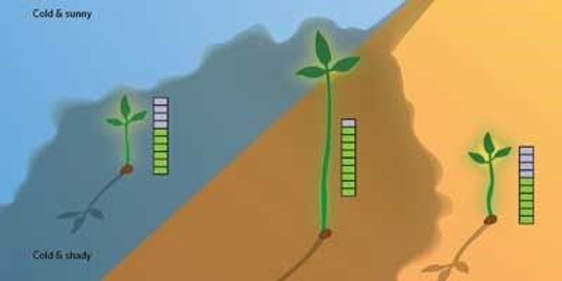 Infographic: Dual-Purpose Photoreceptor | The Scientist Magazine®