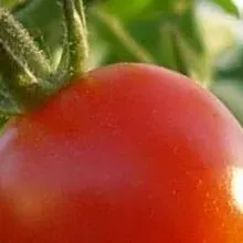 Improving Tomato Flavor, Genetically | The Scientist