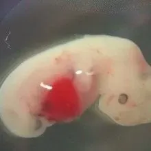 Scientists Create First Human-Pig Chimeric Embryos | The Scientist