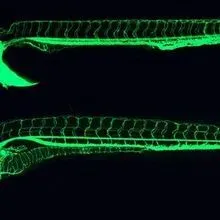 Monitoring Post-Mortem Gene Transcription in Mice and Zebrafish | The ...