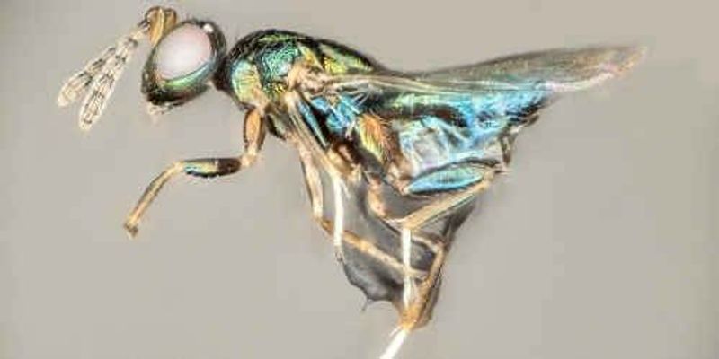 Study: One Wasp Takes Control of Another | The Scientist