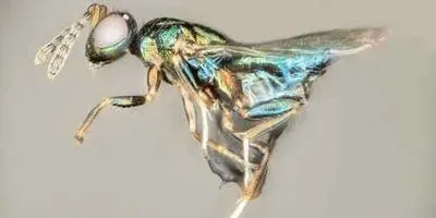 Study: One Wasp Takes Control of Another | The Scientist