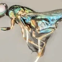 Study: One Wasp Takes Control of Another | The Scientist