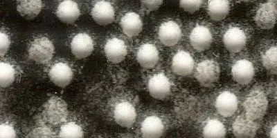 Toward a Virus-Free Polio Vaccine | The Scientist