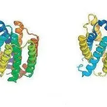 Unknown Protein Structures Predicted | The Scientist