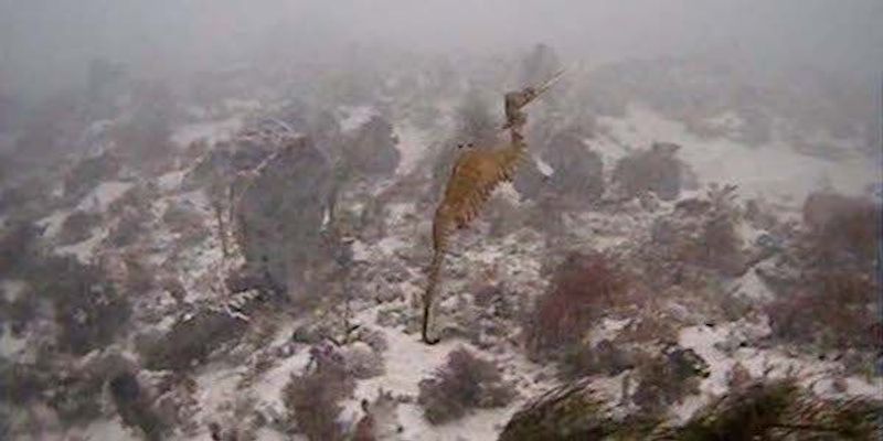 Image of the Day: In the Wild | The Scientist