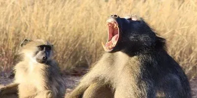 Baboons Can Make Sounds Found in Human Speech | The Scientist