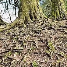 How Plant-Soil Feedback Affects Ecological Diversity | The Scientist