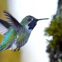 Hummingbird | The Scientist