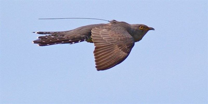 Image of the Day: Flight Paths | The Scientist