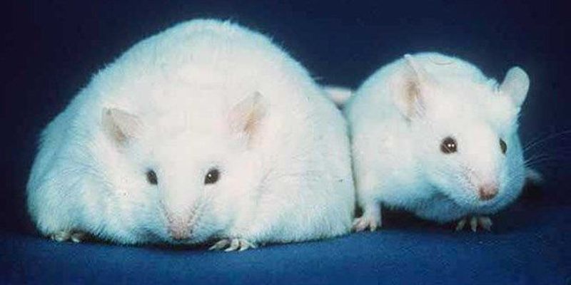 Why Obese Mice Prefer To Sit Around All Day | The Scientist