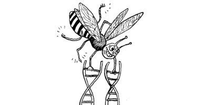 How an Invasive Bee Managed to Thrive in Australia | The Scientist