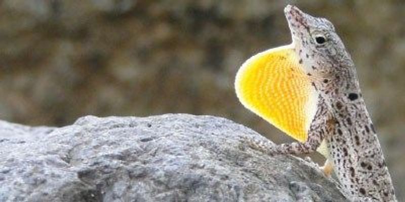 Caribbean Anoles Function as Model Organisms for Evolutionary Dynamics ...