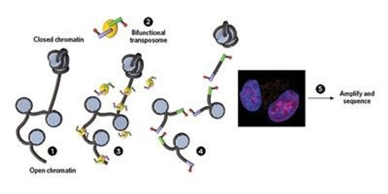 Infographic: Examining Open Chromatin | The Scientist