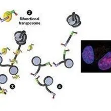 Infographic: Examining Open Chromatin | The Scientist