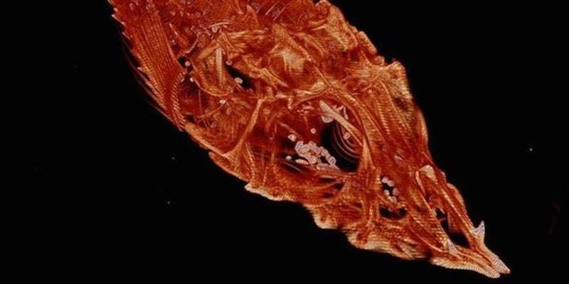 Image of the Day: Bones About It | The Scientist