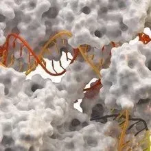 New CRISPR-Cas Enzymes Discovered | The Scientist
