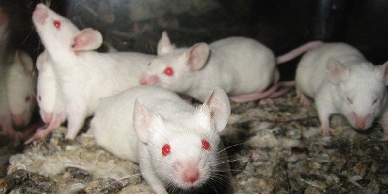 Shortage of a Protein Linked to Autism in Mice | The Scientist