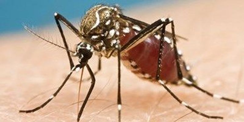 The Year in Zika | The Scientist