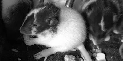 Study: Rat Moms’ Diets Affect Offspring Obesity Risk | The Scientist