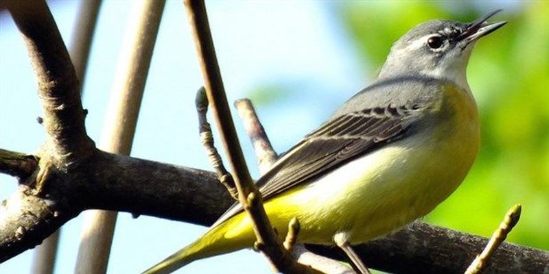 Study: There Are Twice as Many Bird Species as Previously Estimated ...