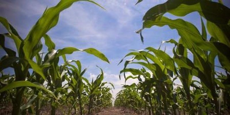 Monsanto and Bayer Announce Approval of Massive Merger | The Scientist