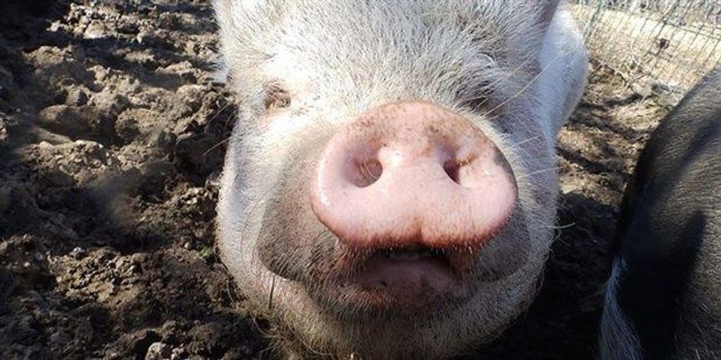 Superbug Gene Found on Pig Farm | The Scientist