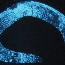 Splicing | The Scientist