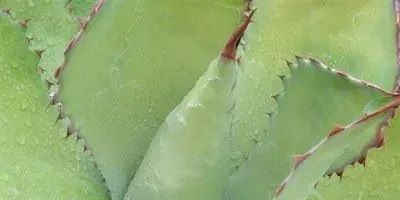 Image of the Day: Living the Dry Life | The Scientist