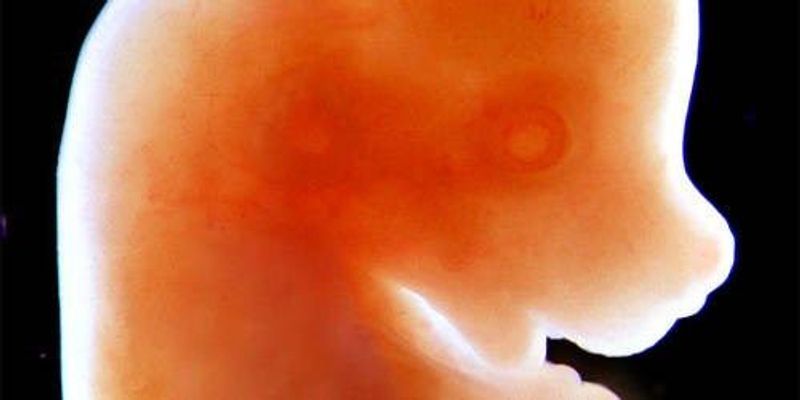 Famed Mammalian Embryologist Dies | The Scientist