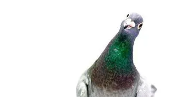 Slideshow: Nerdy Birdies | The Scientist