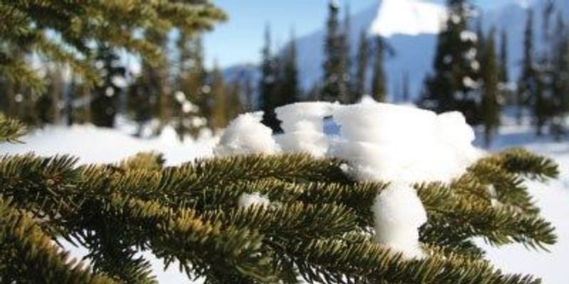 Distantly Related Conifers Share a Surprising Number of Cold-Tolerance ...