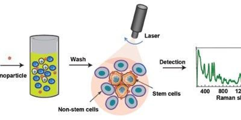 Using Raman Spectroscopy to Identify Cell Types | The Scientist