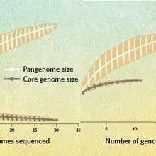 Genetic Variation | The Scientist