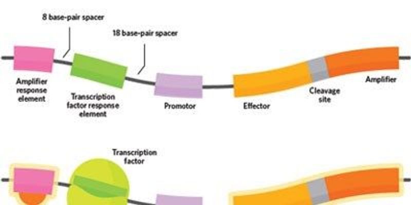 Synthetic Sensors | The Scientist